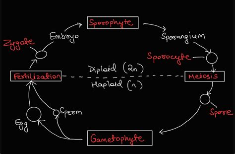 [solved] Alternation Of Generations Life Cycle Mitosis And Growth Embryo Course Hero