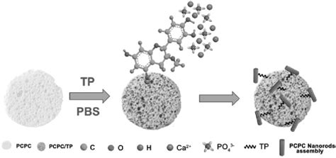 Scheme 1 Schematic Process Of Tp Functionalized Pcpc Download Scientific Diagram
