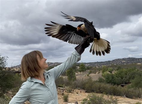 Avian Behavior Insights From The Field Avian Behavior International