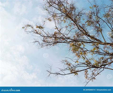 Tree And Leaf Canopy With Blue Sky And Clouds Background Stock Photo Image Of Natural Weather