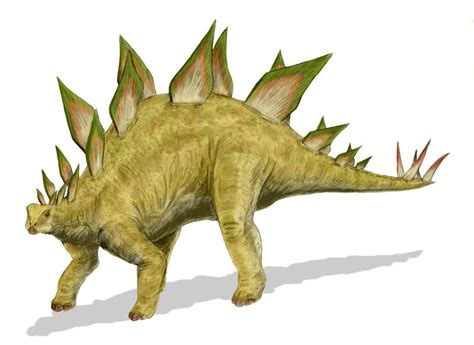 Stegosaurus Wiki Prehistórico