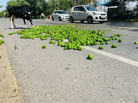 ये किसानों का देश नहीं है 1 रुपये किलो बिक रही थी शिमला मिर्च परेशान किसानों ने सारी फसल सड़क