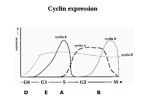 Cell Cycle Control Cell Cycle Cyclin