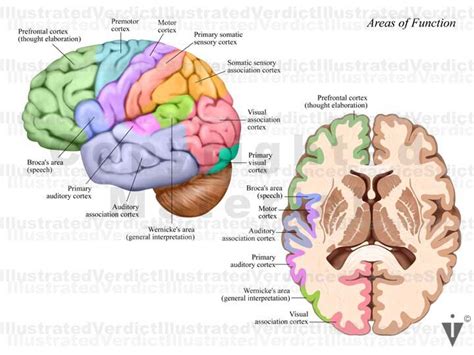 Transverse Section Of Brain