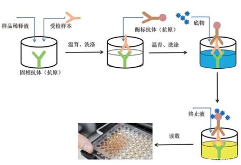 Sumo酶残留检测elisa试剂盒 121杭州俊丰生物工程有限公司