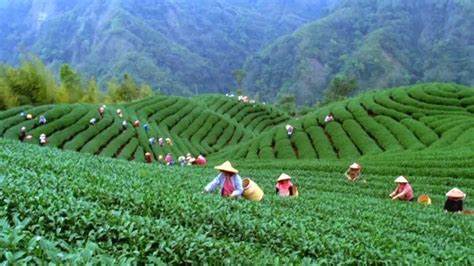 2024年国际茶日暨第五届大田美人茶开茶节成功举办