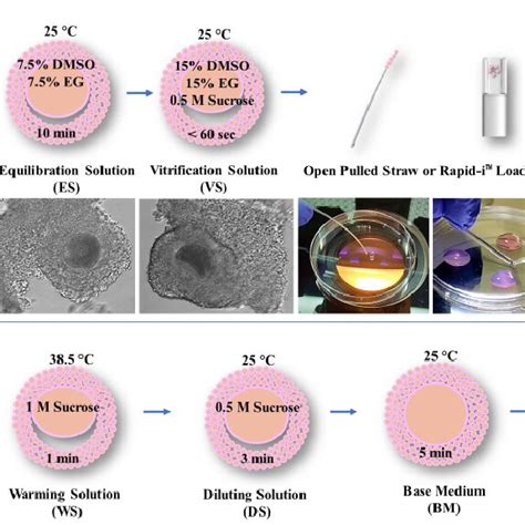Schematic Representation Of Vitrification Protocol For Pre Pubertal