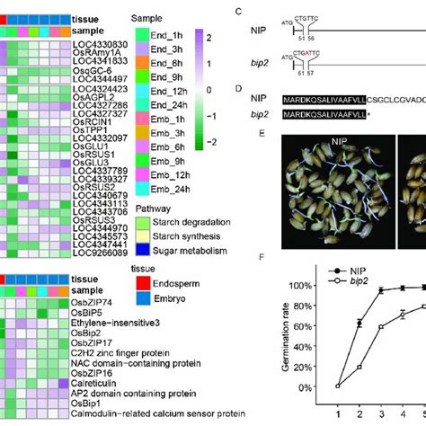 The Expression Patterns Of Starch And Sugar Metabolism And Er Download Scientific Diagram