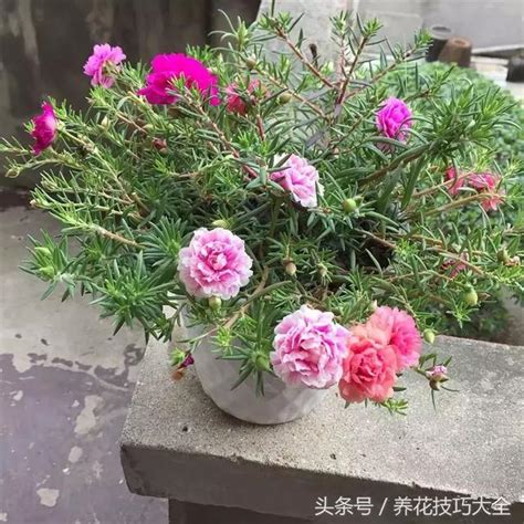這九種耐旱植物幾乎不需要澆水養在院子能開滿花朵 每日頭條