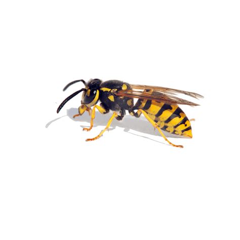 Difference Between Wasps Bees Hook Wasp Nest Removal