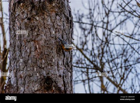 Wide Tree Trunk Hi Res Stock Photography And Images Alamy