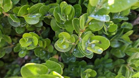 Successfully Grow Succulents As House Plants