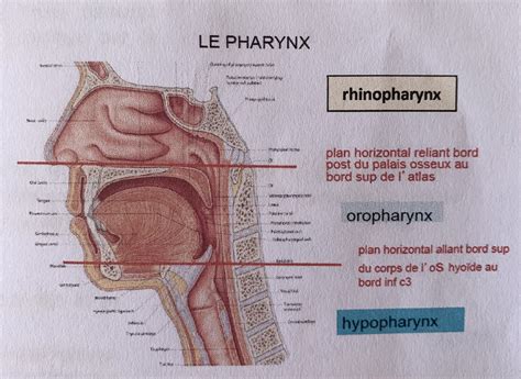 Appareil Respiratoire Ue5 Anatomie Tutorat Associatif Toulousain