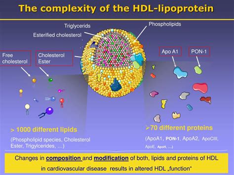 Ppt Hdl C Concentration Versus Hdl Particle Function What Exactly