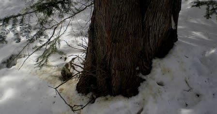 A Home Grown Journal The Pee Tree