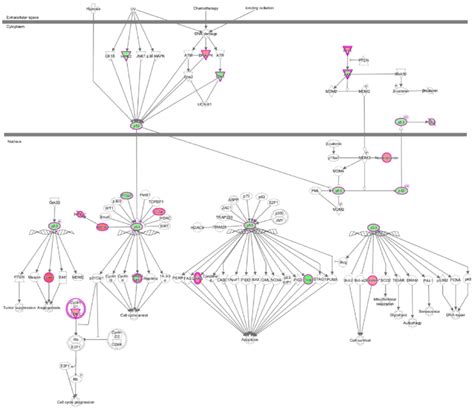 Signaling Pathway Diagram Pathway Enrichment Analysis Of Differential Download Scientific