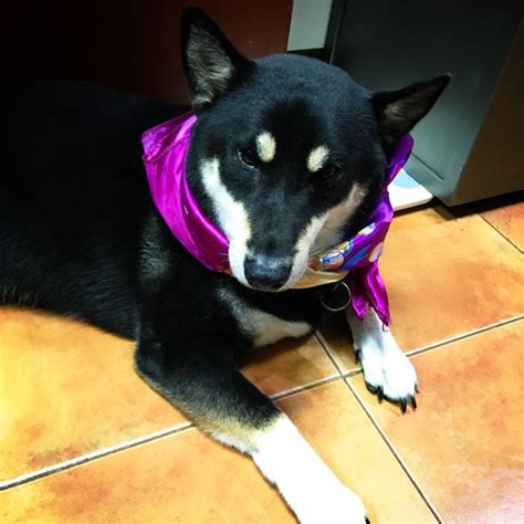 Robii ร้านค้าออนไลน์ Shopee Thailand