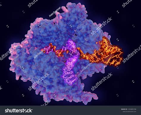 Crisprcas9 Cas9 Enzyme Complex Rna Yellow Stock Illustration 1355885708