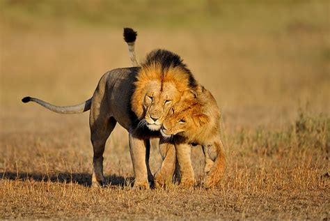 Wild Life Different Stills Of Lion