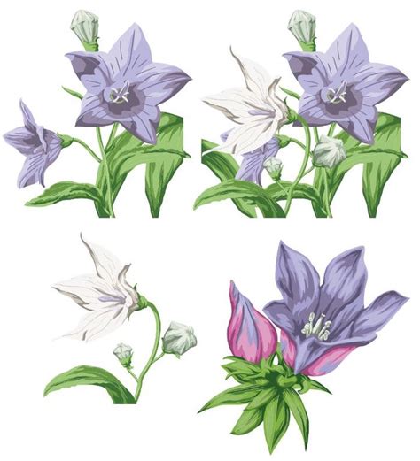 Колокольчик цветок Рисунок в 1 класс на урок окружающий мир