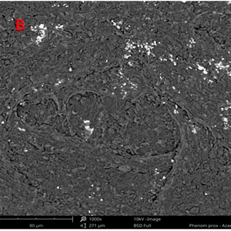 Sem Imaging Of Released Sheets The Detached Sheets Showed Flat Download Scientific Diagram
