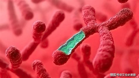 如果人类的性染色体复制异常会怎样？超雄体和超雌体是怎么回事？ 搜狐大视野 搜狐新闻