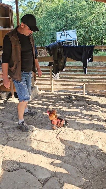 The Baddest Rouster Alive Animals Shorts Youtube