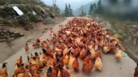 Video Segerombolan Ayam Terbang Demi Makanan Ini Bikin Melongo