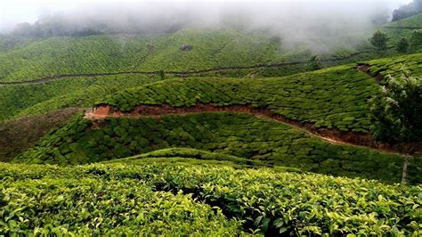 Munnar Tour Myodisha
