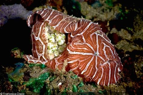 Psychedelic Frogfish Critter Research