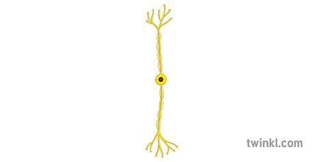Relay Neuron Illustration Twinkl