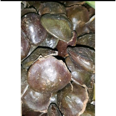 Jering Muda Kampung Readystock Shopee Malaysia