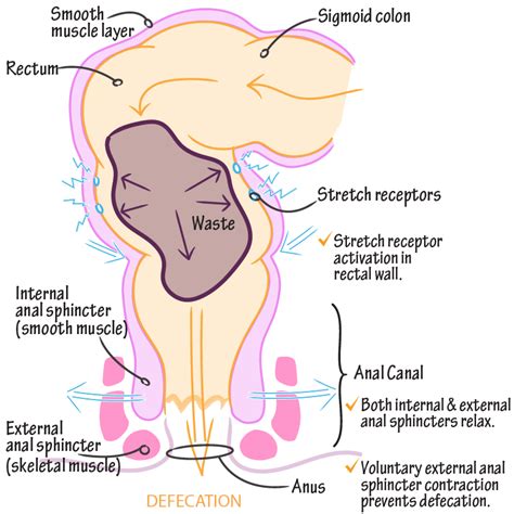 Defacation Reflex
