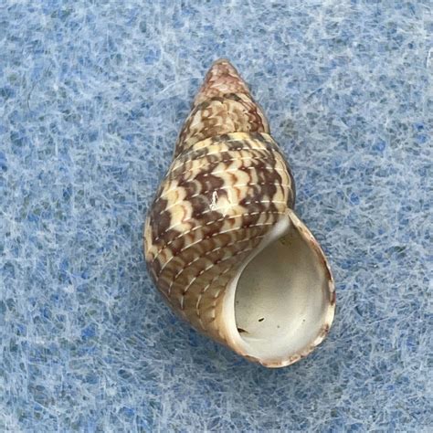 19 Phasianella Solida 14 8mm F Palawan Is Philippines From Locals Cerulean Specimen Shells