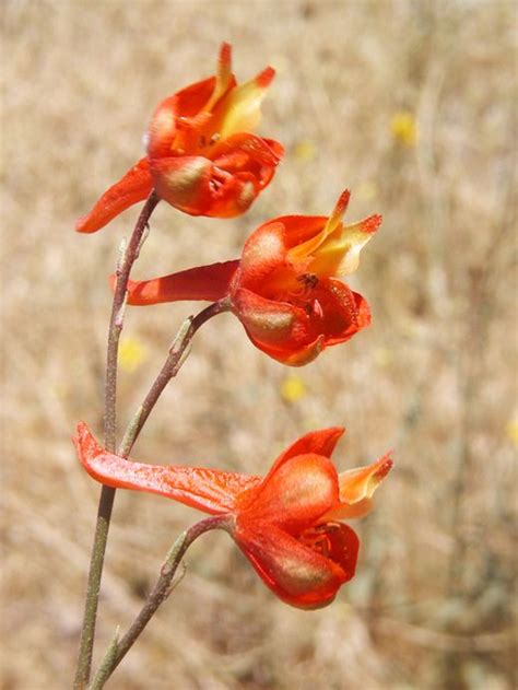 Calphotos Delphinium Cardinale Scarlet Larkspur Delphinium Habitat Garden Larkspur