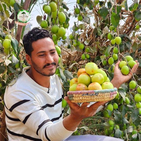 المانجو المصريه