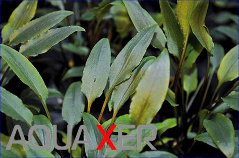 Криптокорина желтая (Cryptocoryne lutea), аквариумное растение, купить ...