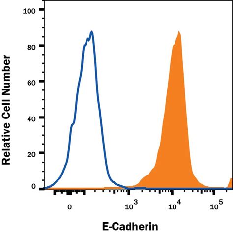 E Cadherin Antibodies Novus Biologicals