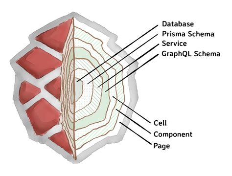 Cross Section Of A Redwood App Steven Hicks