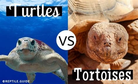 Turtles And Tortoises Slide Quiz Bank2home