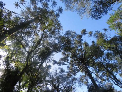 Santa Catarina Vai Receber O Plantio De 30 Mil Novas Mudas De Espécies