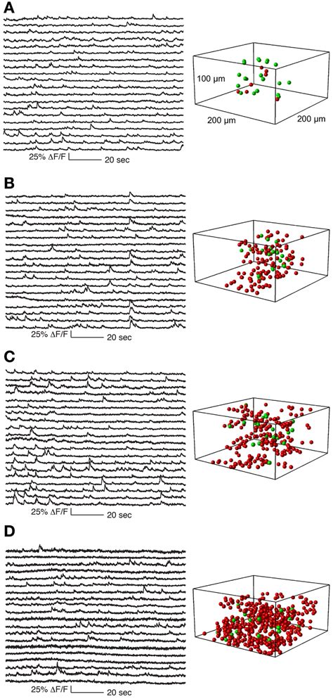 Functional Calcium Signals Recorded During Spontaneous Activity From