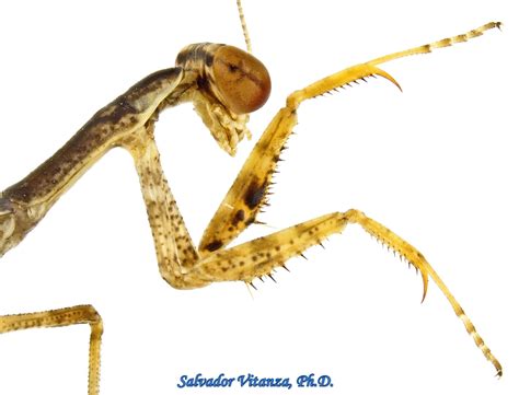 Mantodea Mantidae Stagmomantis Limbata Bordered Mantis Nymph E Urban Programs El Paso County