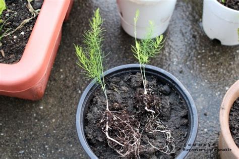 아스파라거스키우기발아한 아스파라거스 옮겨심기 2년생 아스파라거스 소식 네이버 블로그