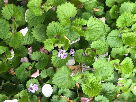 カキドオシとは似た花との見分け方は食べ方や効能はGreenSnapグリーンスナップ