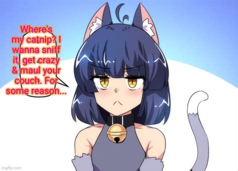 Catgirl Problems Imgflip