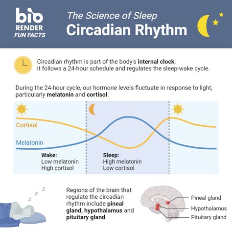 Circadian Rhythm Biorender Science Templates