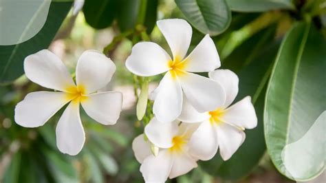 Champa Flowers Unique Characteristics