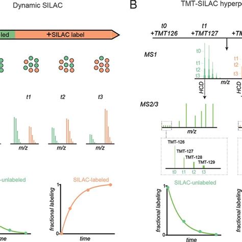 Comparison Of Dynamic Silac And Tmt Silac Hyperplexing For Measurement