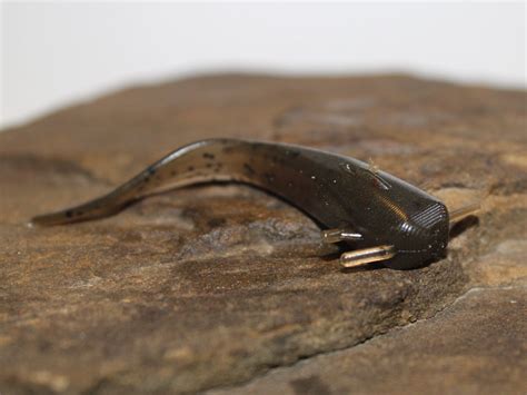 Mimic Stalker Key Lime Pie Mimic Baits Company